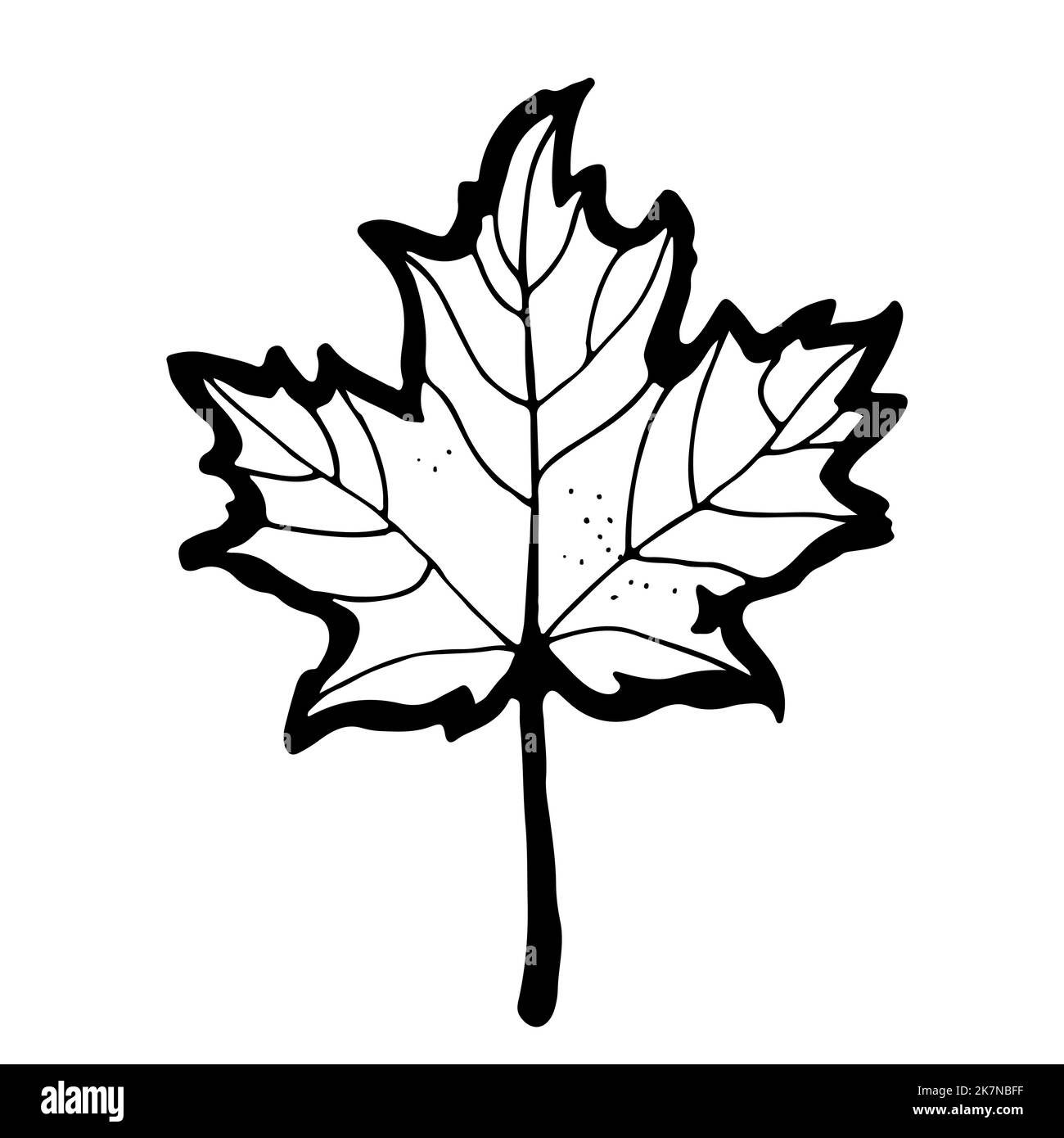 Maple leaf vector illustration, hand drawn cartoon sketch isolated on a ...