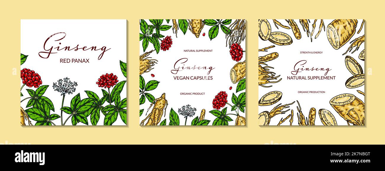 Set of ginseng colorful square designs. Hand drawn botanical vector ...