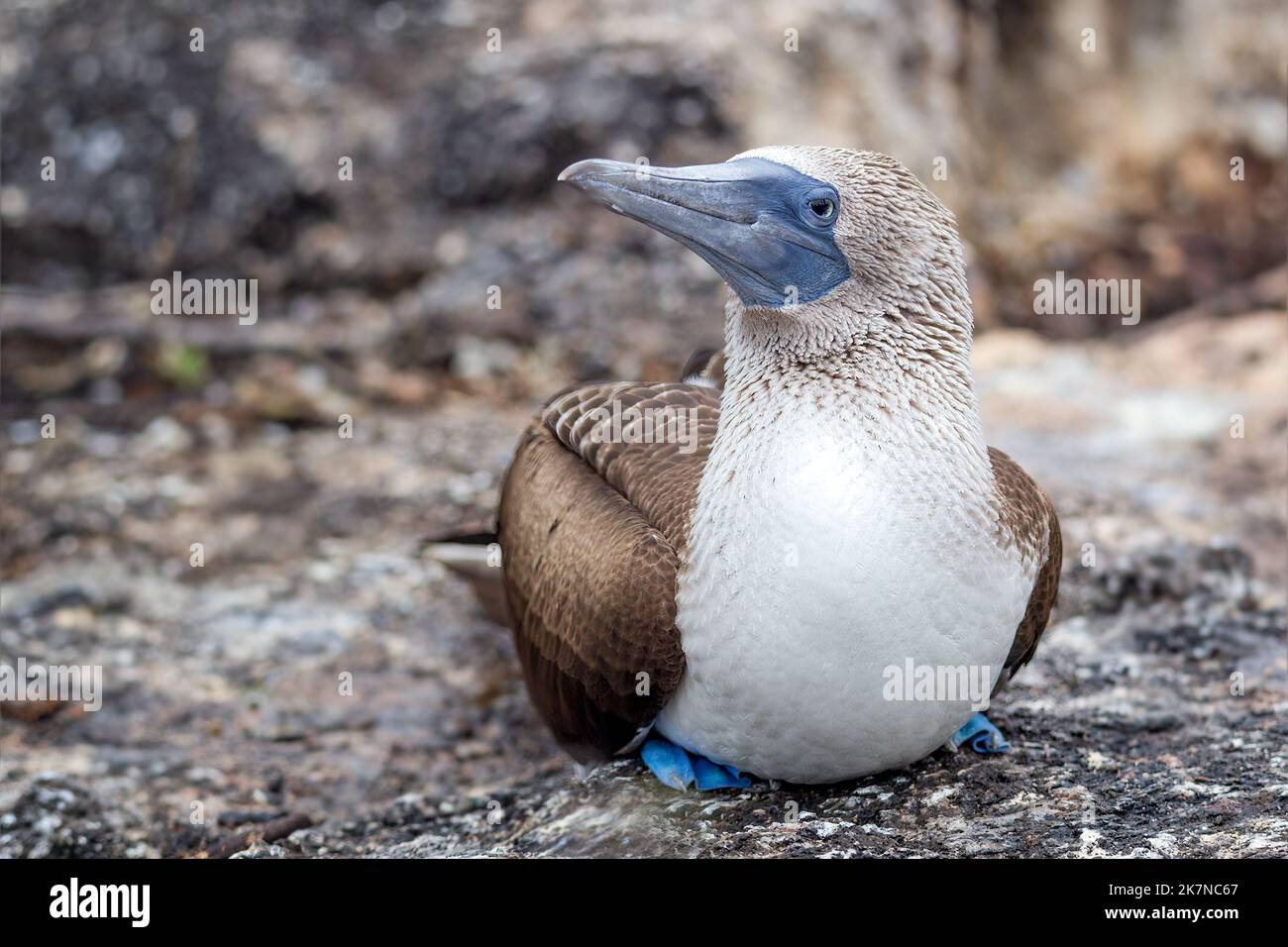 The blue-footed booby (Sula nebouxii), a marine bird native to ...