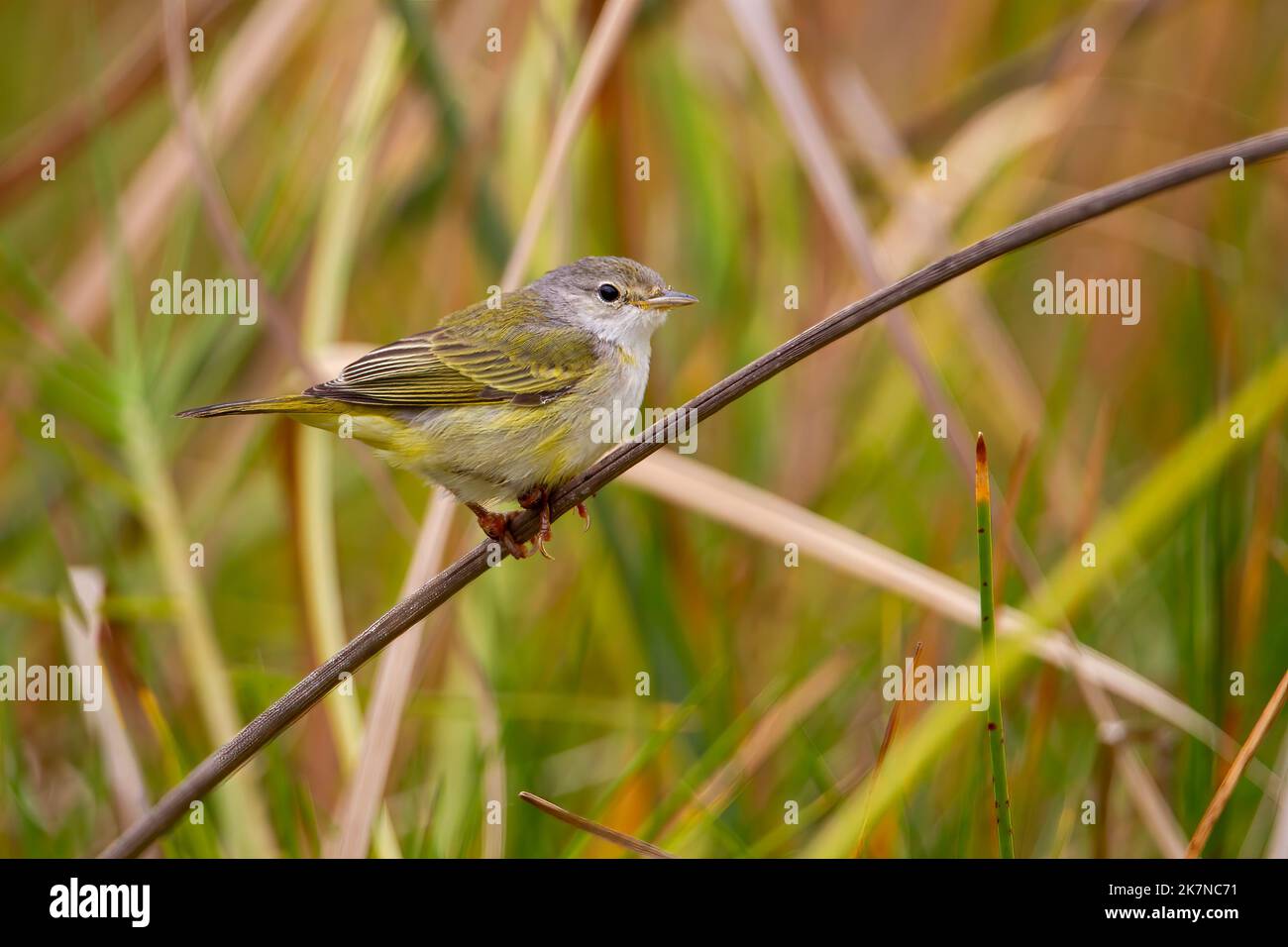 The Galápagos flycatcher (Myiarchus magnirostris) also known as the ...