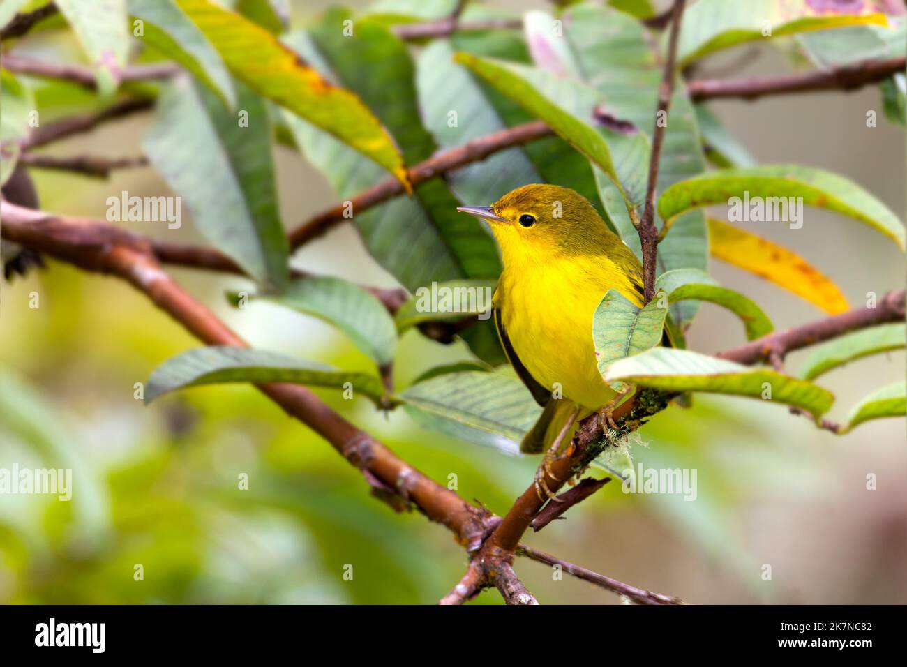 The yellow warbler (Setophaga petechia Stock Photo - Alamy
