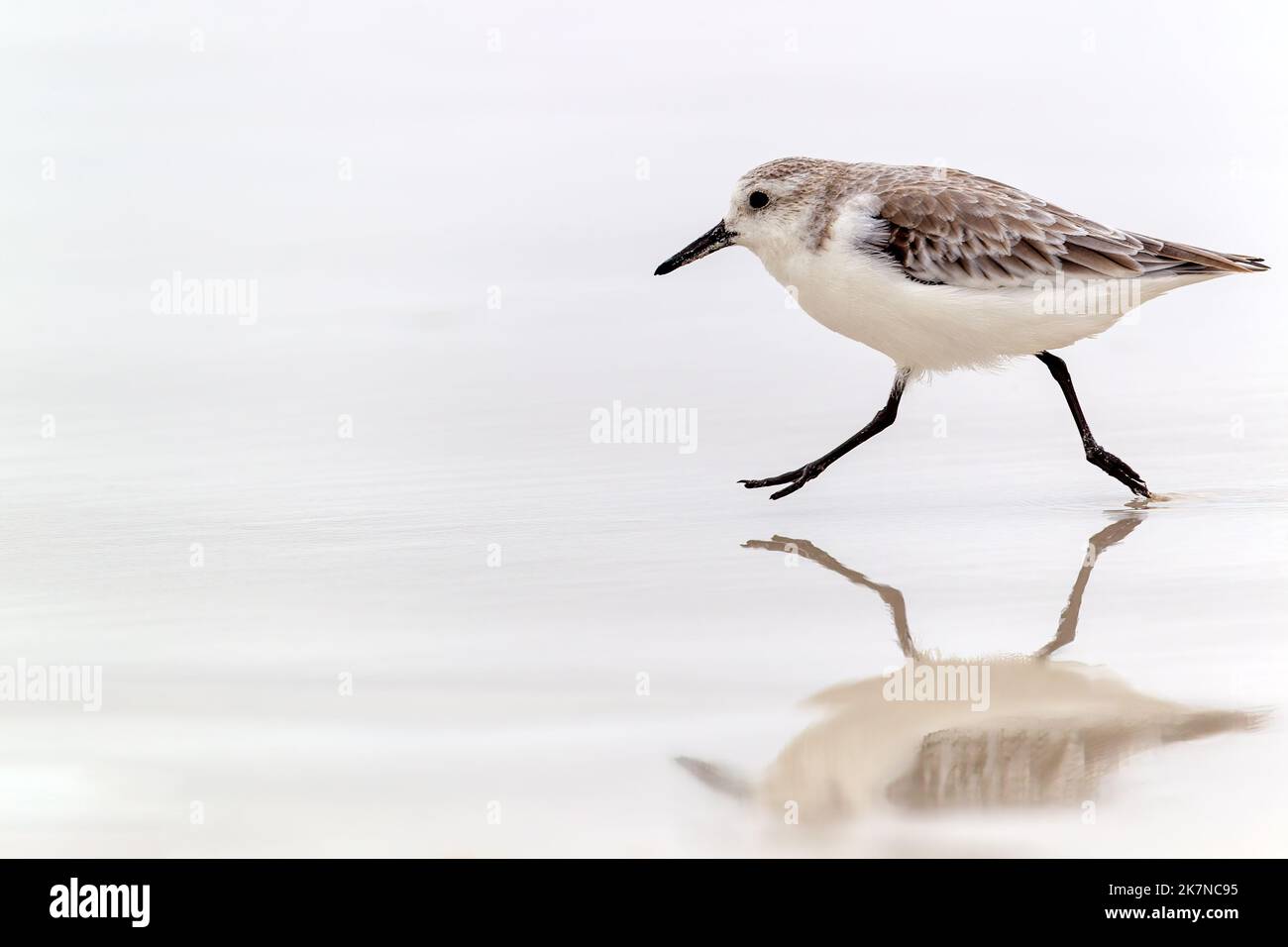 The sanderling (Calidris alba), a small wading bird with its reflection ...
