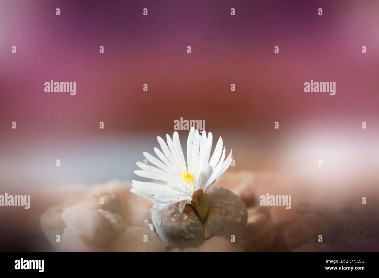 single lithops plant in bloom Stock Photo - Alamy