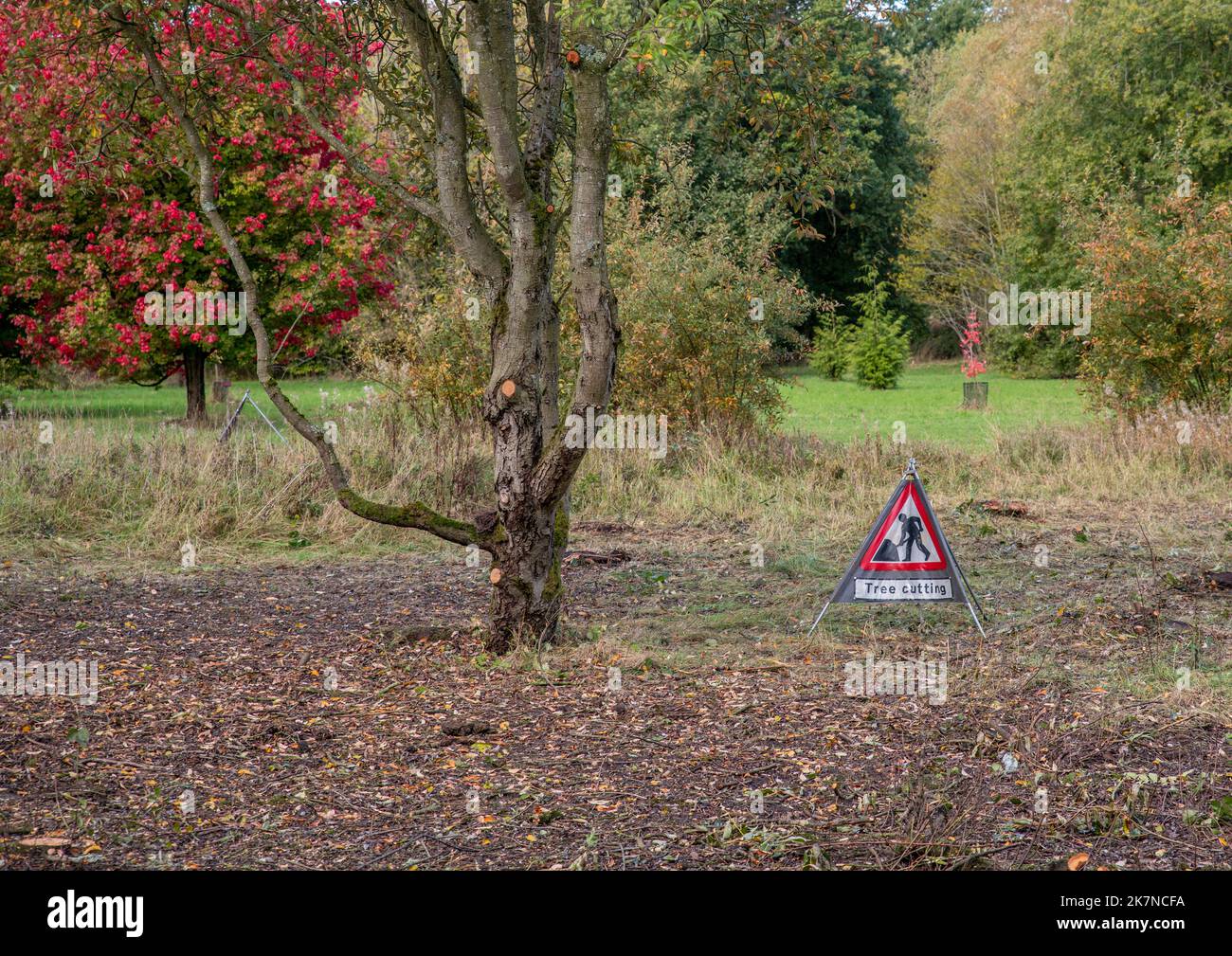 Portable tree cutting sign on ground next to a newly pruned tree Stock ...