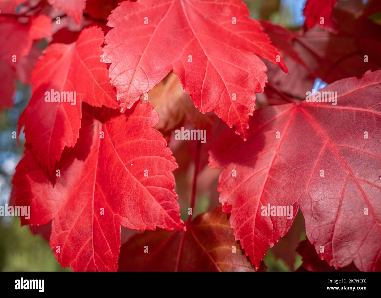 Close up of some bright red Acer rubrum Red Maple leaves with veins showing Stock Photo - Alamy