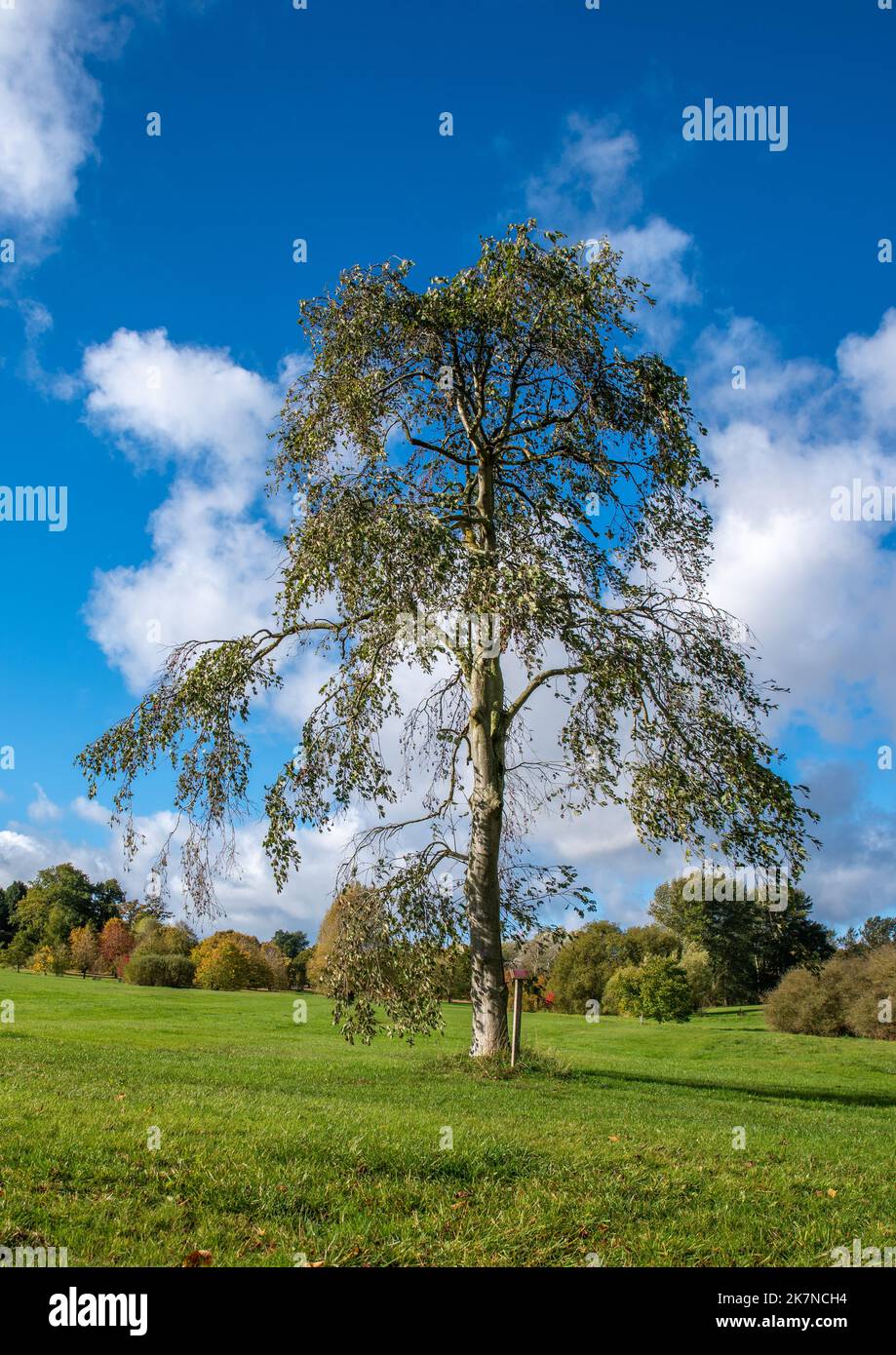 A single tree on grassland with autumn colours in background and with a ...