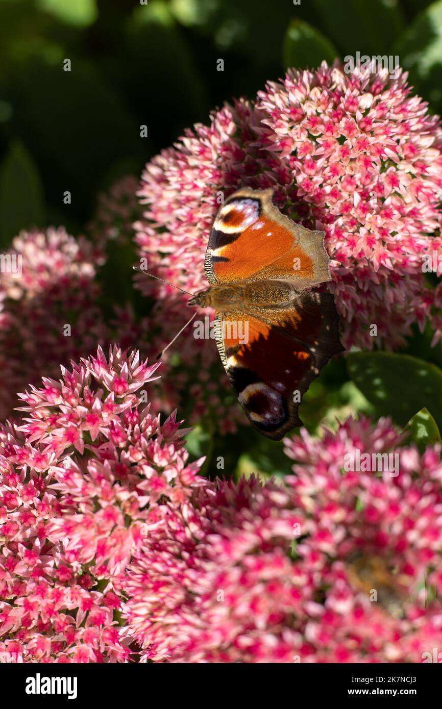 A peacock butterfly is eating on a pink Sedum flower - Hare cabbage. A ...