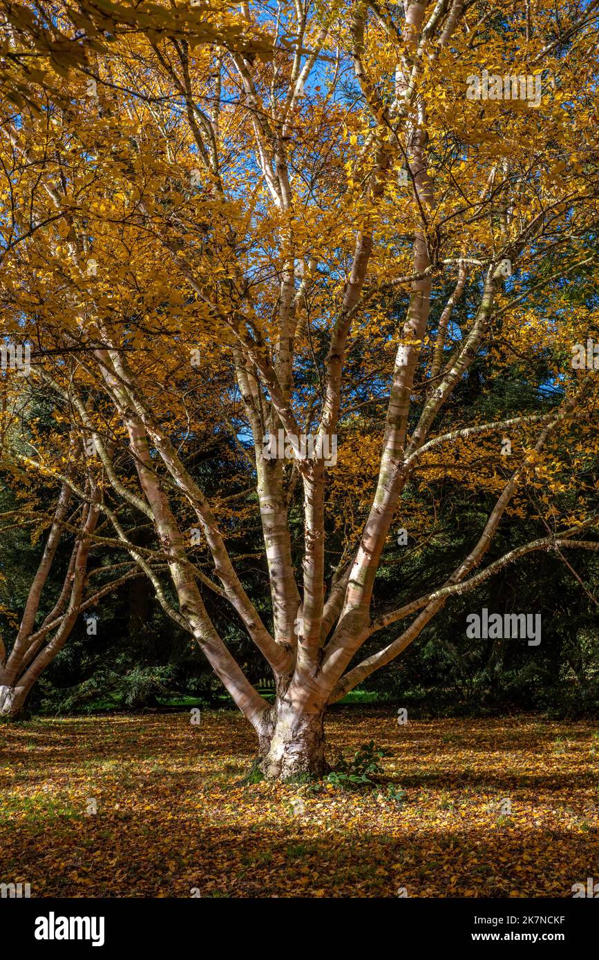 Erman's birch trees with autumn leaves and fallen leaves on woodland ...