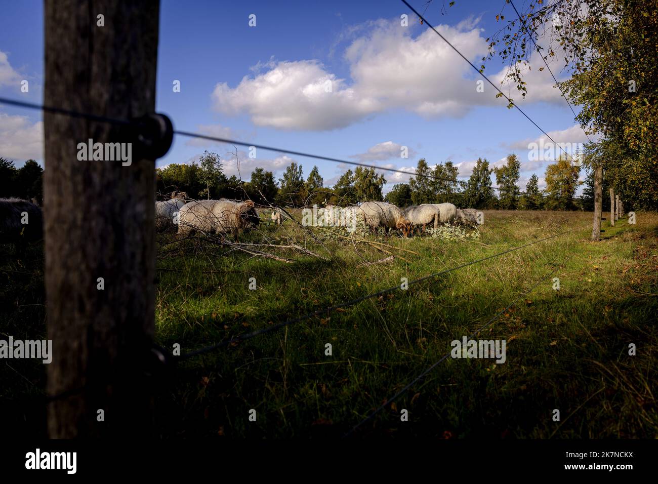2022-10-18 13:35:04 BENNEVELD - Wolf-proof fence at a sheep farmer in ...