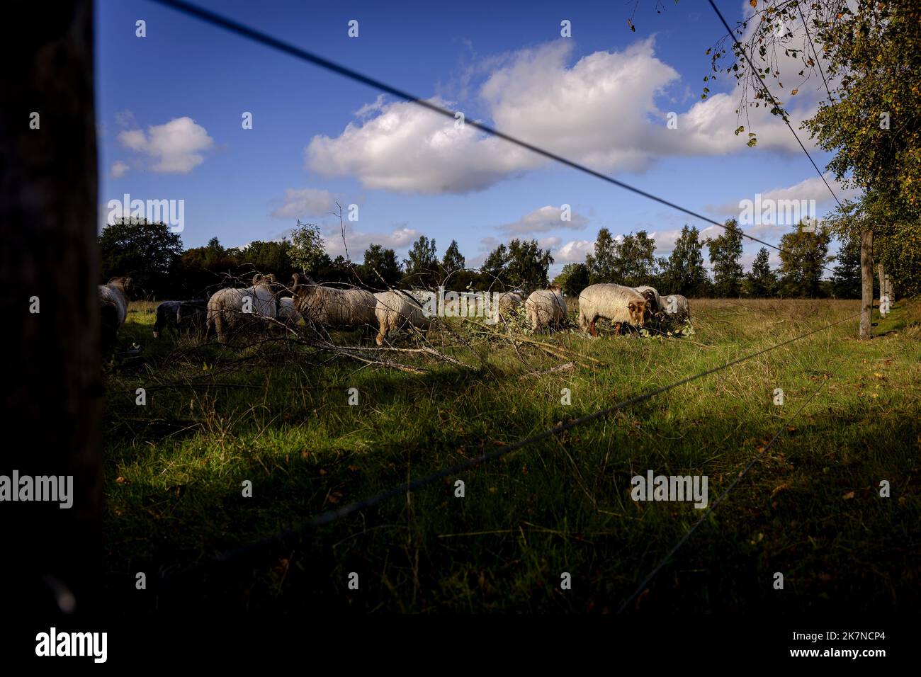 2022-10-18 13:34:50 BENNEVELD - Wolf-proof fence at a sheep farmer in ...