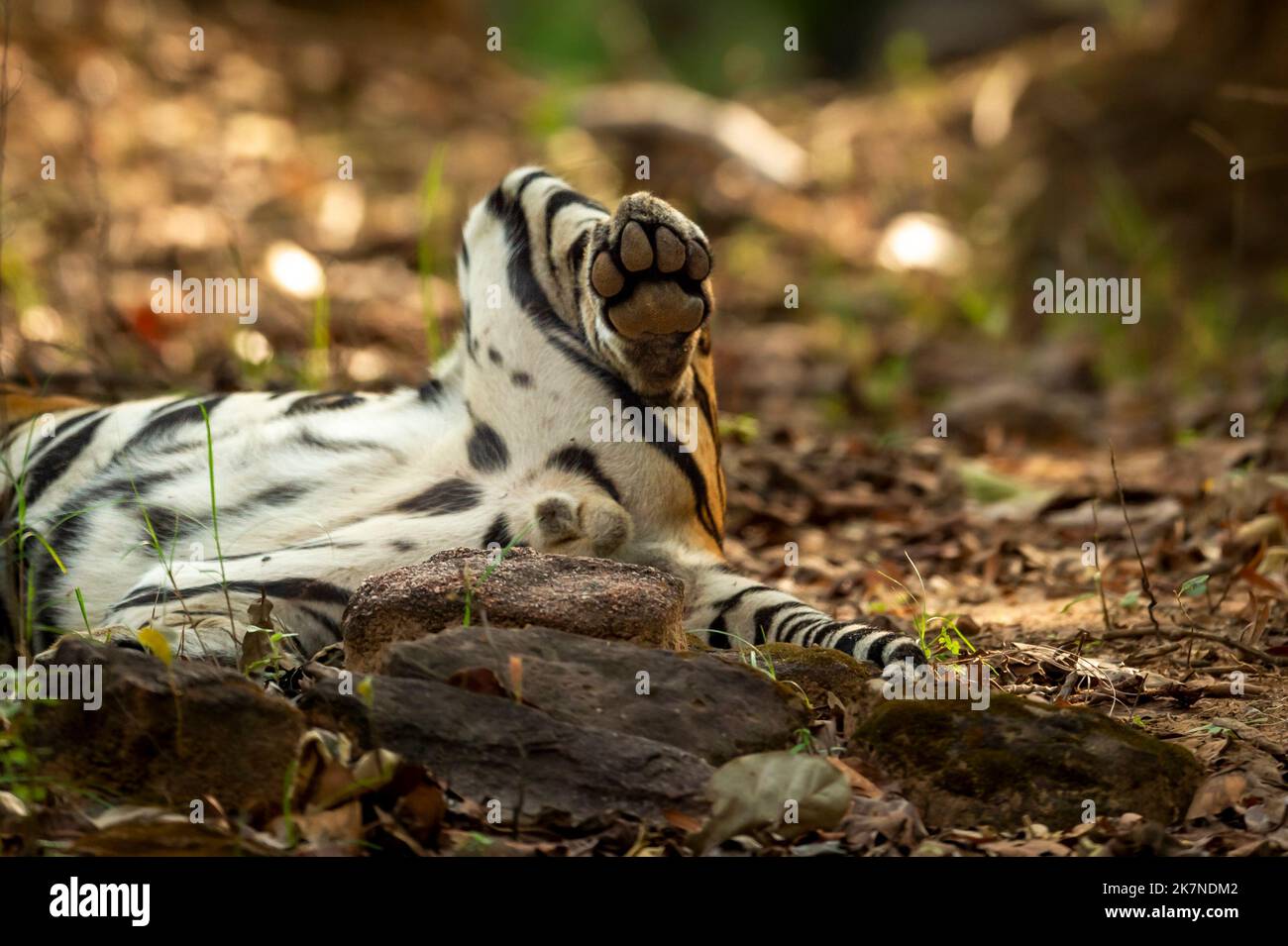 wild male bengal tiger paws closeup in natural green background at ...