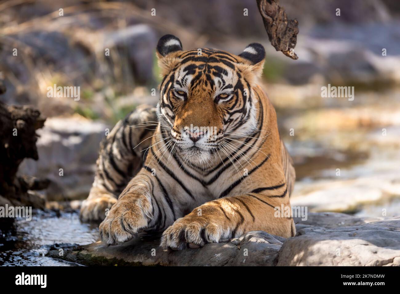 ranthambore wild male bengal tiger extreme close up Fine art image or ...