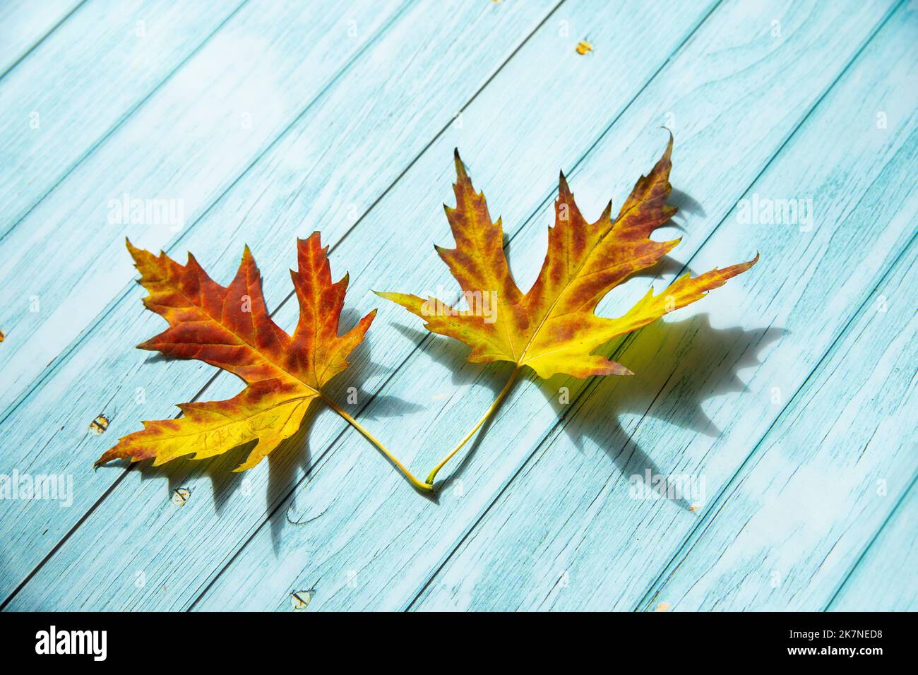 Two yellow-red maple leaves on a blue wooden surface Stock Photo - Alamy