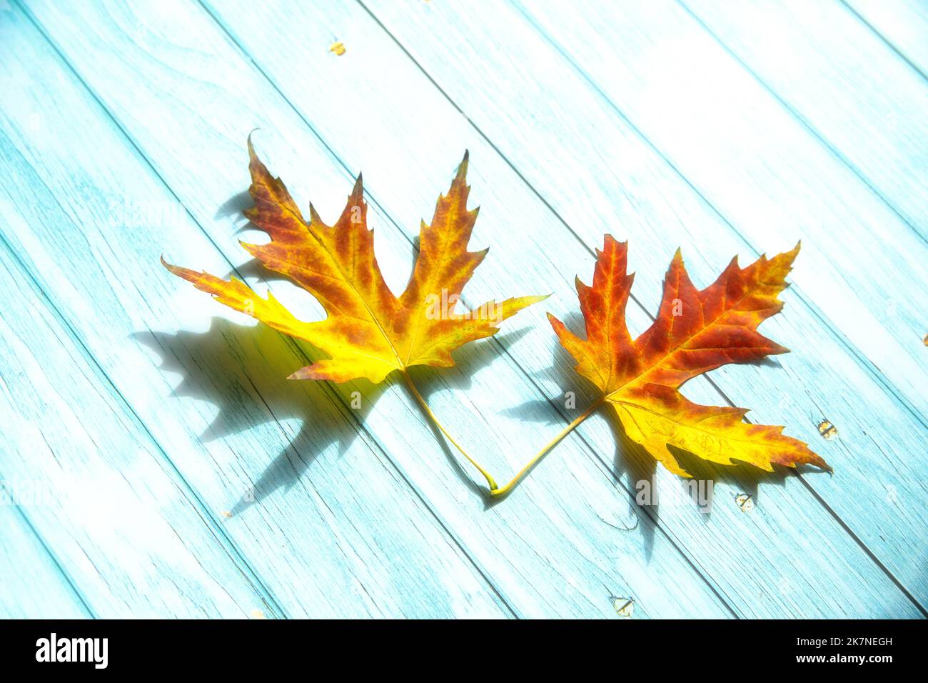 Two red maple leaves on a hi-res stock photography and images - Alamy