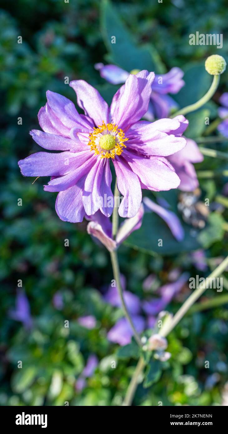 Historic Garden in Fall Stock Photo - Alamy