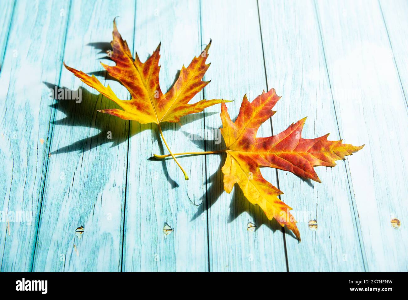 Two yellow-red maple leaves on a blue wooden surface Stock Photo - Alamy