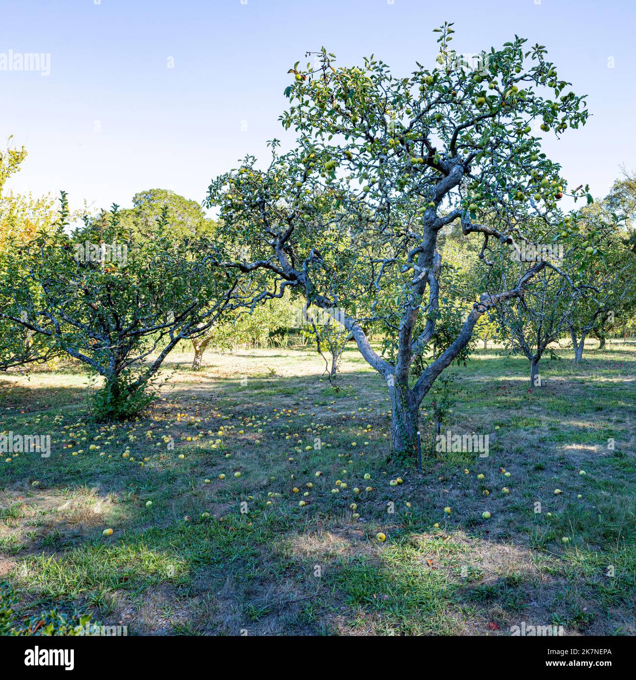 Historic Garden in Fall Stock Photo - Alamy