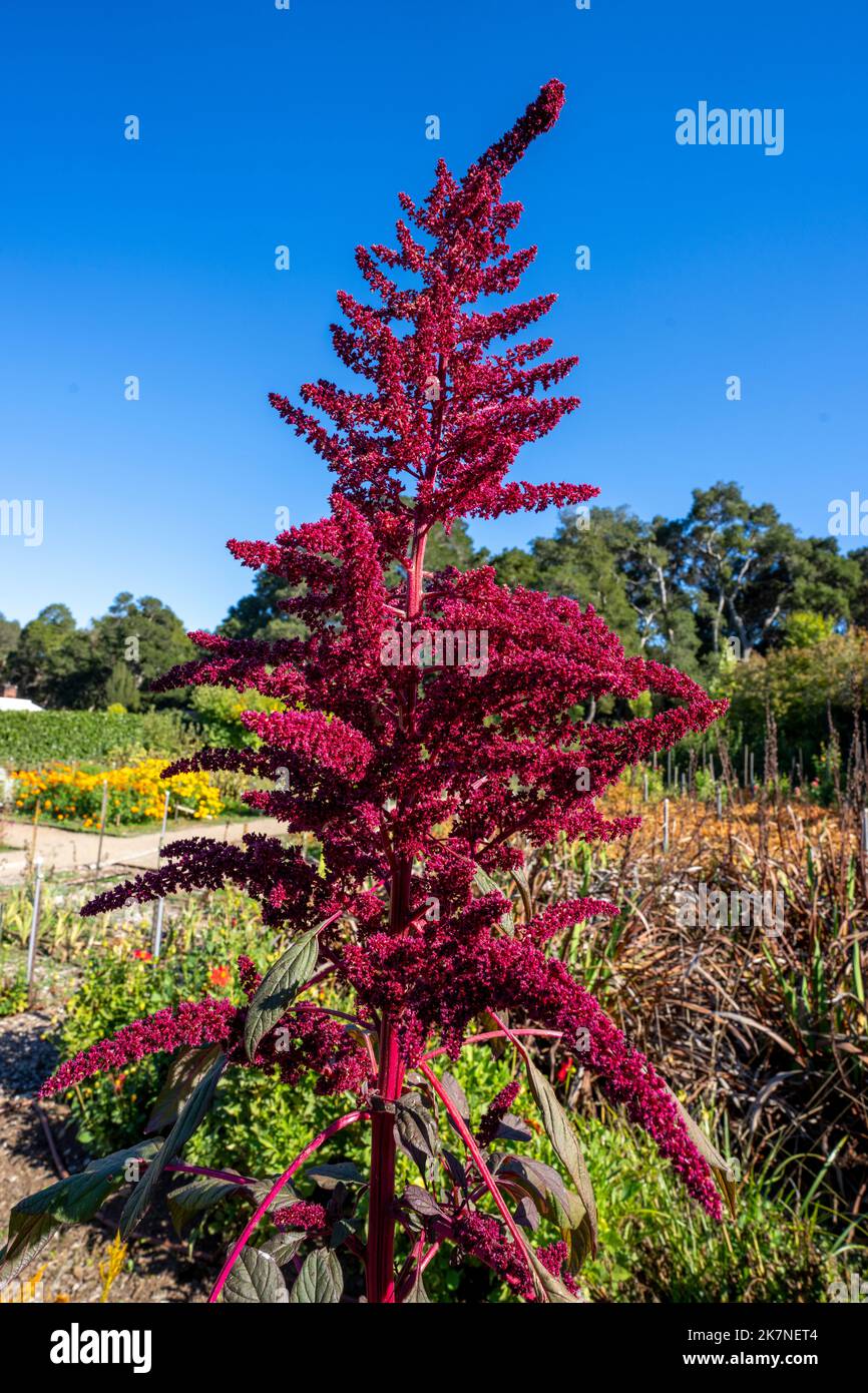 Historic Garden in Fall Stock Photo - Alamy