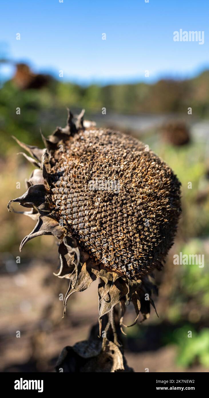 Historic Garden in Fall Stock Photo - Alamy