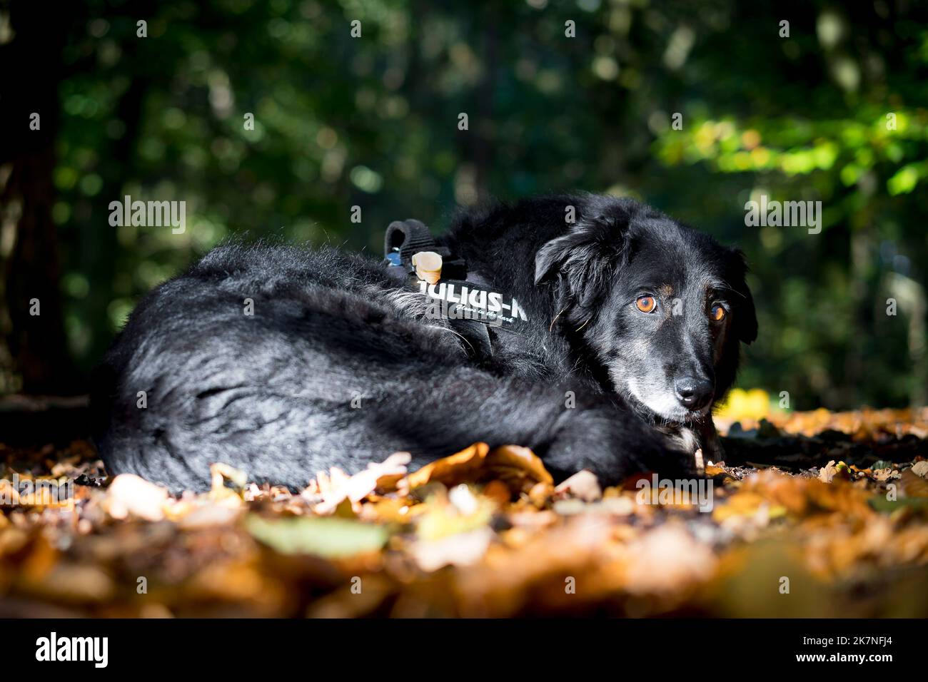 Close up of border collie cross dog lying down in autumn leaves of UK ...
