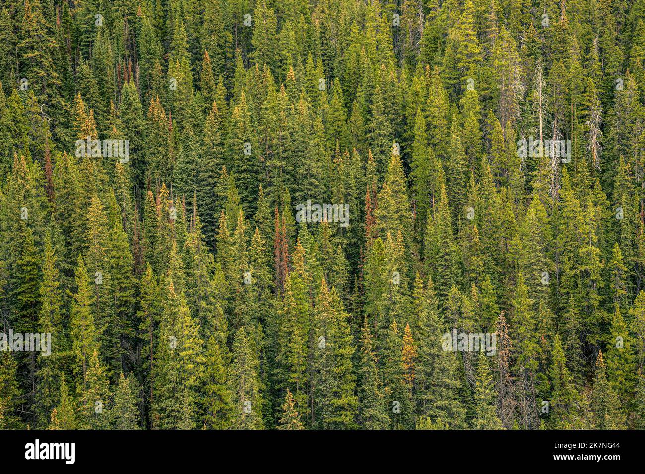 Pine Trees in the Canadian Rockies Stock Photo - Alamy
