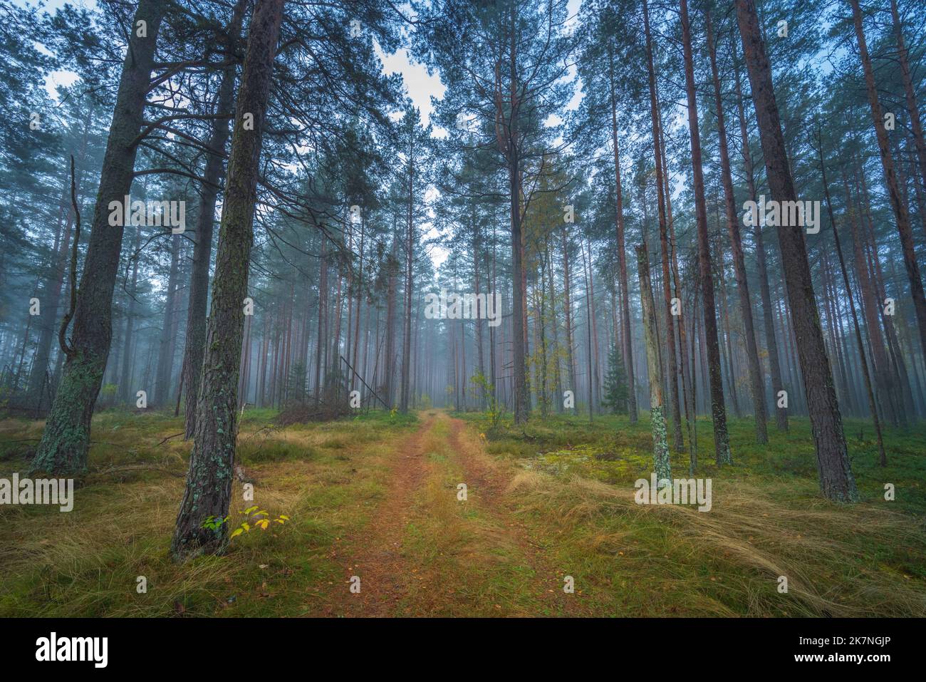 Dark misty forest with white haze, dreamy view Stock Photo - Alamy