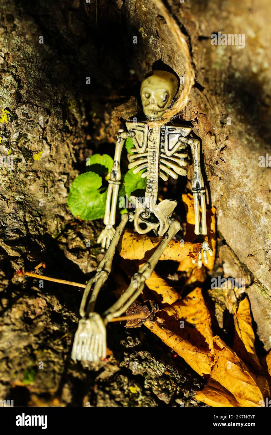 Scary tree vector hi-res stock photography and images - Alamy