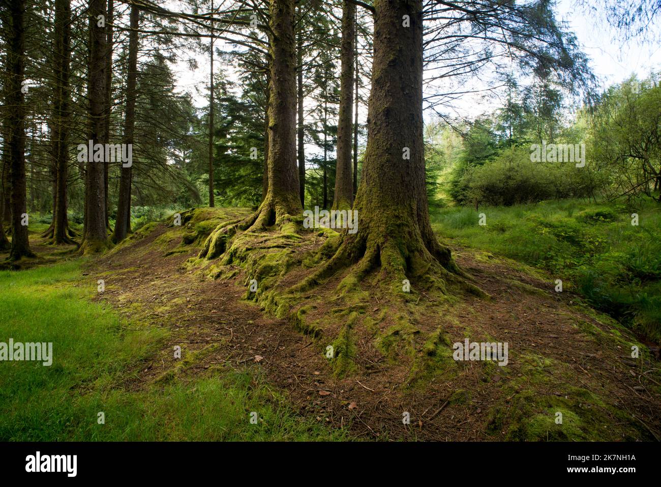 Cowal forest scotland hi-res stock photography and images - Alamy