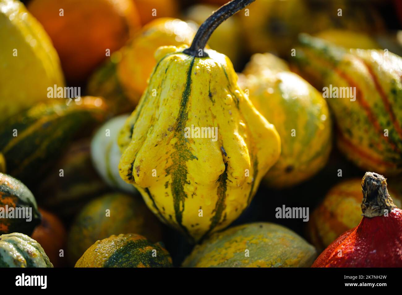 Ornamental gourds at outdoor stall Stock Photo - Alamy