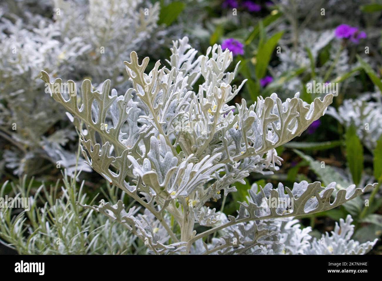 Jacobaea maritima,Centaurea cineraria Stock Photo - Alamy