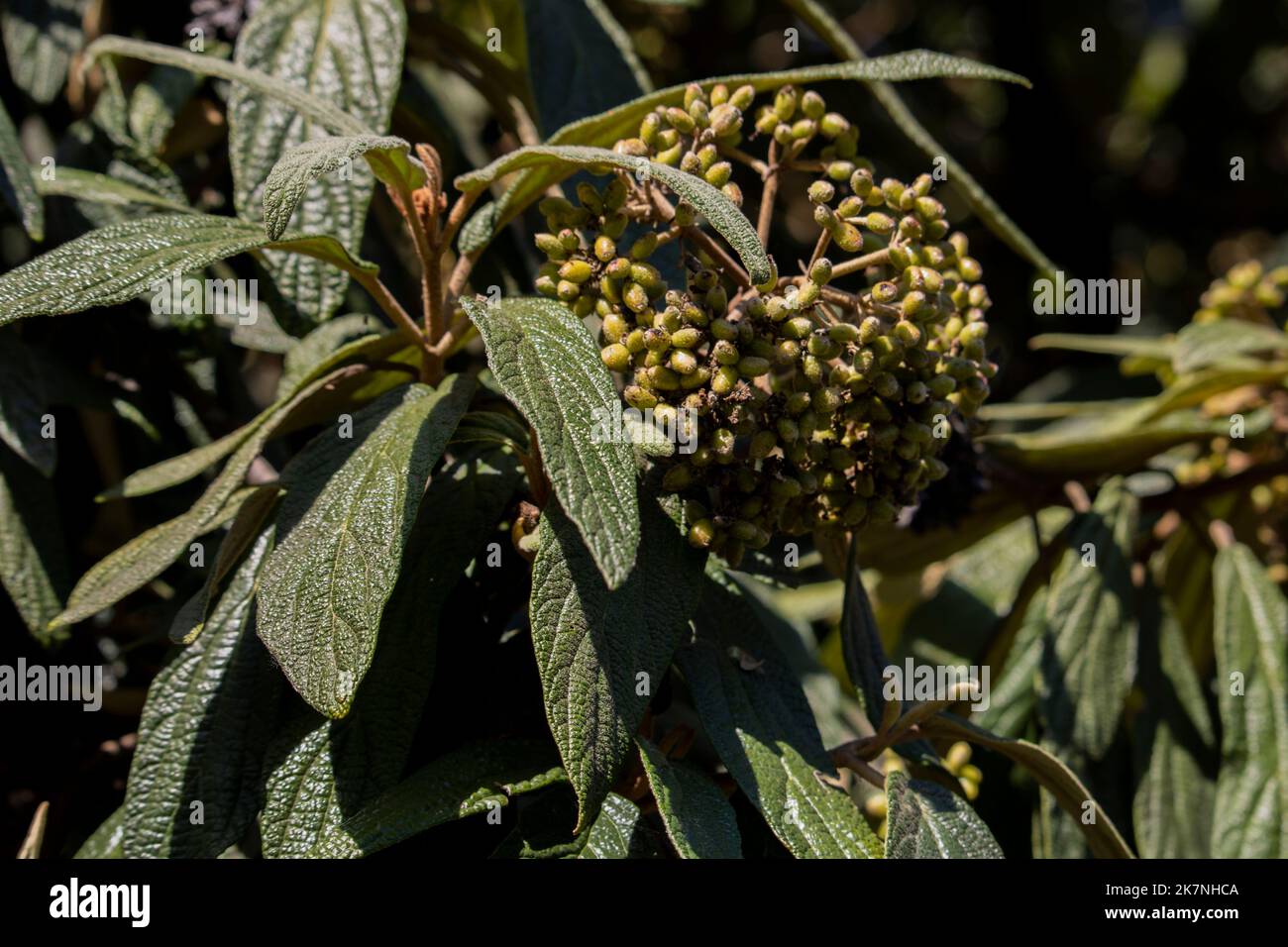 Berry tree hi-res stock photography and images - Alamy