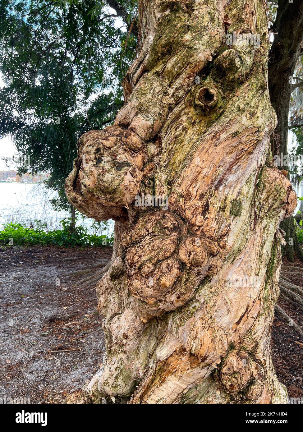 Human Looking Tree