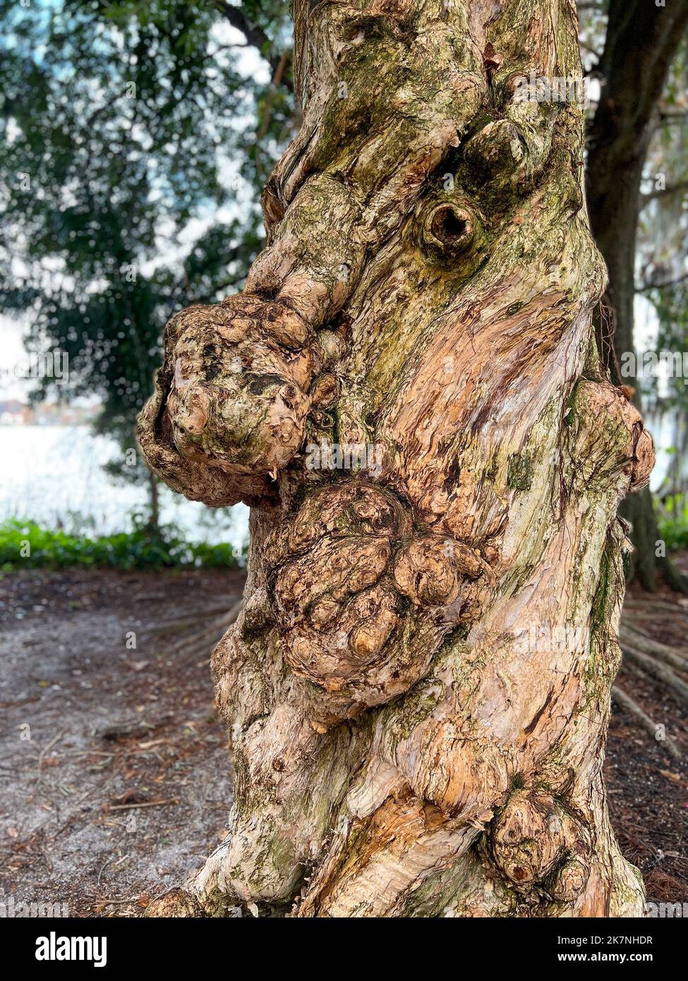 A tree in a park that looks like it has a human face Stock Photo - Alamy