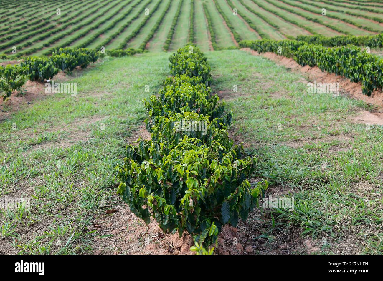 View farm with coffee plantation - early stage farming in Brazil - Cafe ...