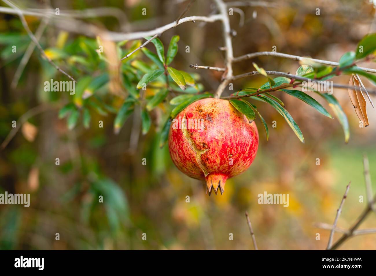 Pomegranate tree in fall hi-res stock photography and images - Alamy