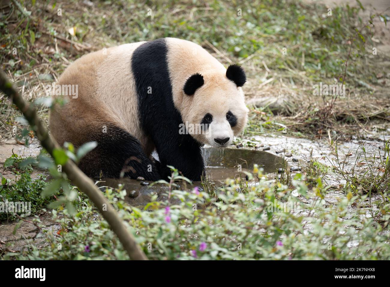 Chengdu, Sichuan, China . 18th October, 2022. Giant panda Jing Jing plays at the Ya'an base of ...