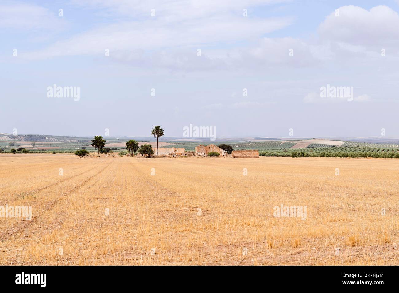 Ruined buildings and olive trees in wide open landscape, Andalusia ...