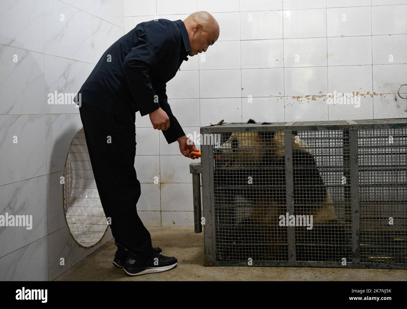 Chengdu, Sichuan, China . 18th October, 2022. A breeder feeds giant ...
