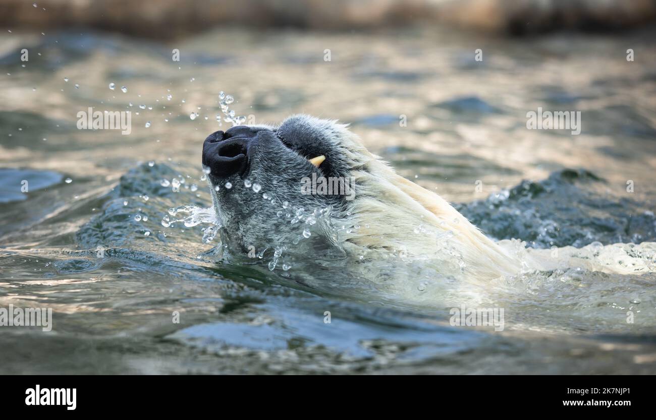 swimming polar bear, relaxation, bath Stock Photo - Alamy