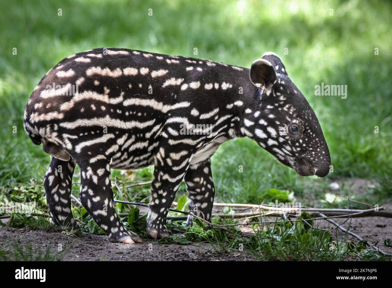 cute striped baby Malayan tapir, Prague Zoo Stock Photo - Alamy
