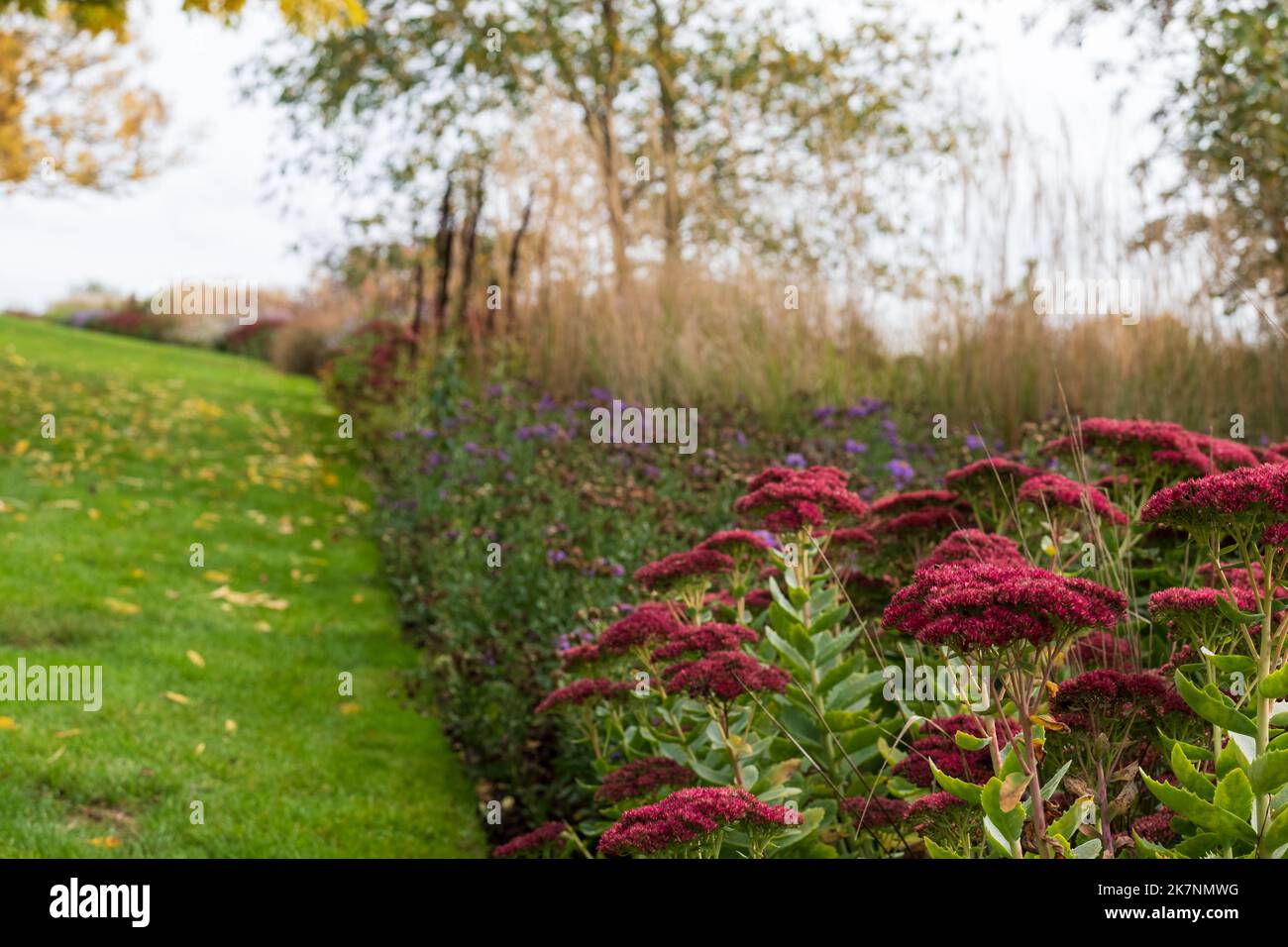 Red sedum flowers, and autumn colours and textures at RHS Hyde Hall ...