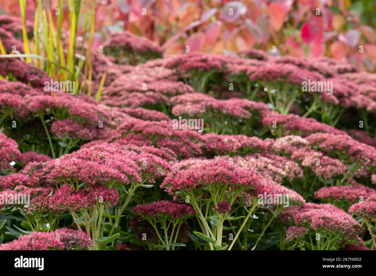 Red sedum flowers, and autumn colours and textures at RHS Hyde Hall ...