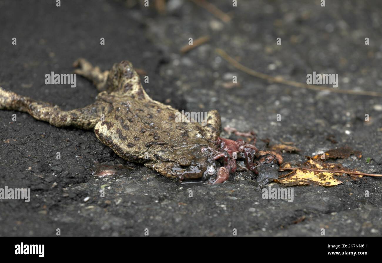 Dead roadkill toad on a road Stock Photo - Alamy