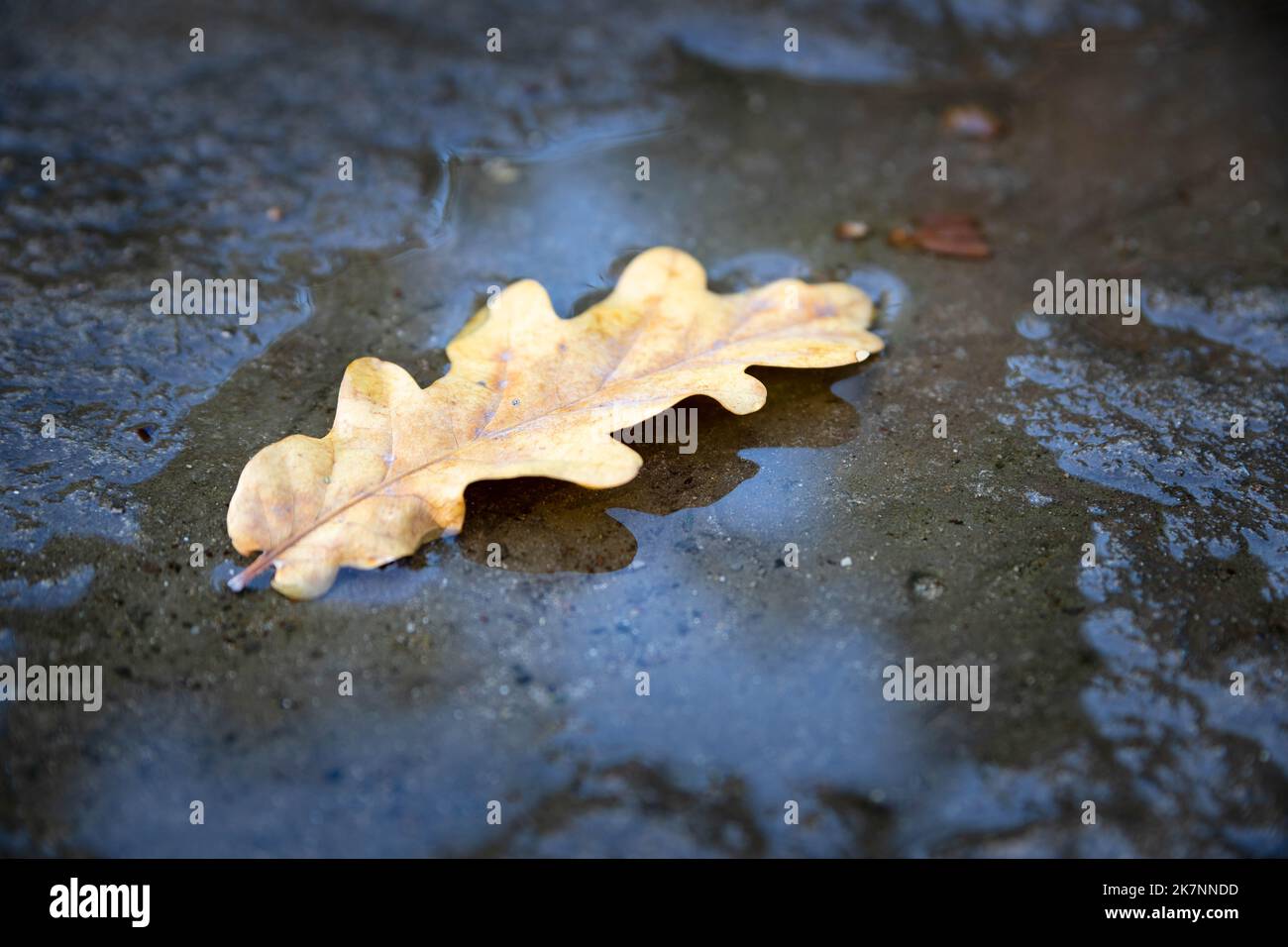 Wet brown puddle texture hi-res stock photography and images - Alamy