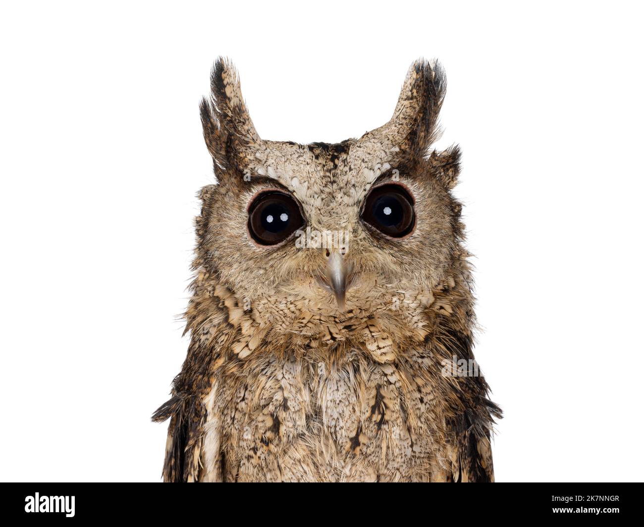 Head shot shot of feathers from an Indian Scops owl aka Otus bakkamoena ...