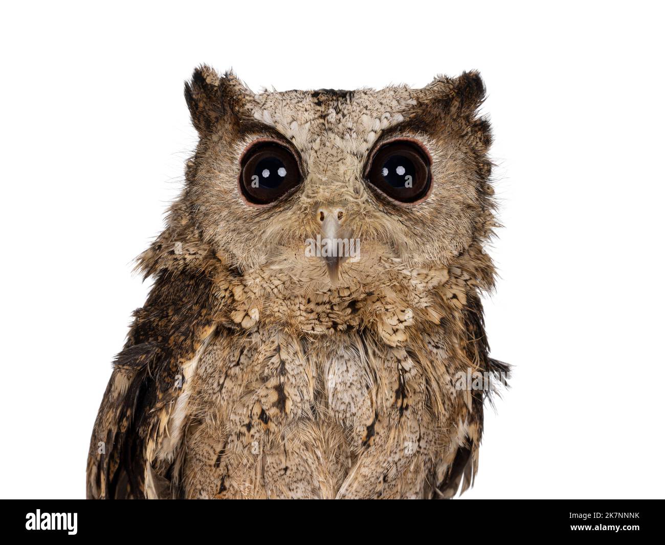 Head shot shot of feathers from an Indian Scops owl aka Otus bakkamoena ...