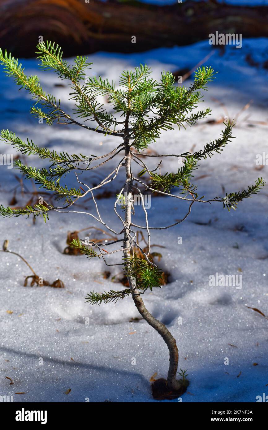 Sapling and earth hi-res stock photography and images - Alamy