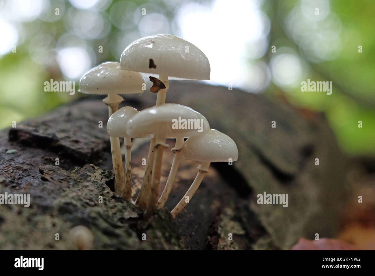 Porcelain Fungus in beech woodland, Surrey, UK Stock Photo - Alamy