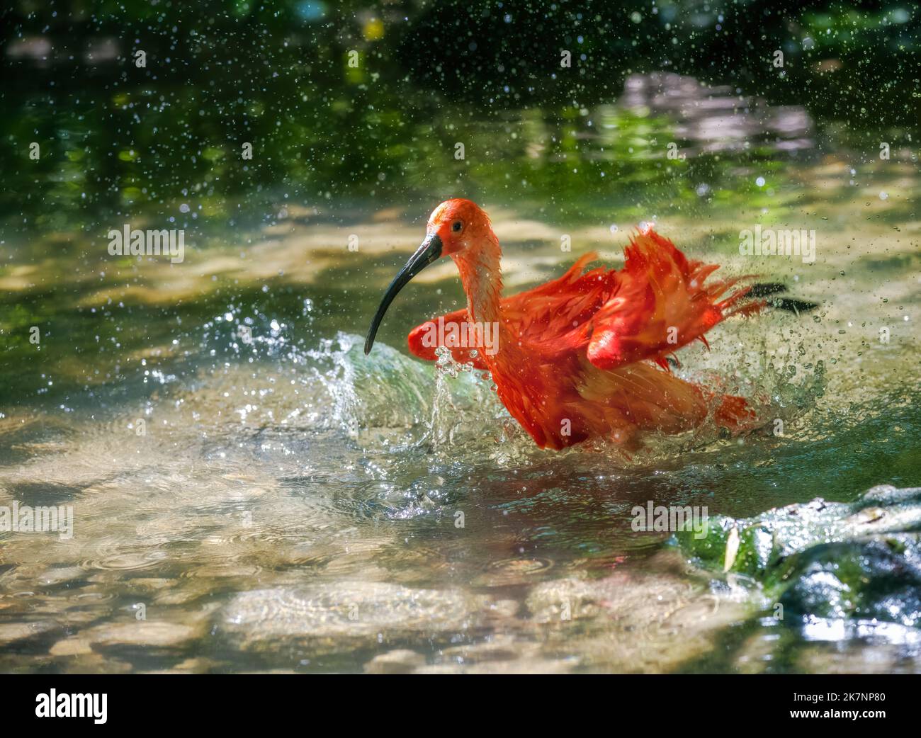 Red Scarlet Ibis (Eudocimus ruber) bathing in the water Stock Photo - Alamy