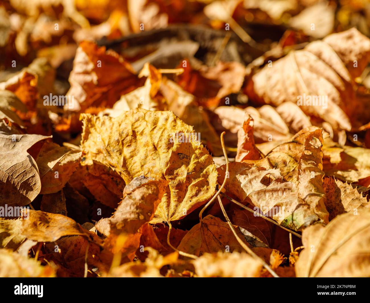 Autumn's fallen leaves are scattered in layers Stock Photo - Alamy